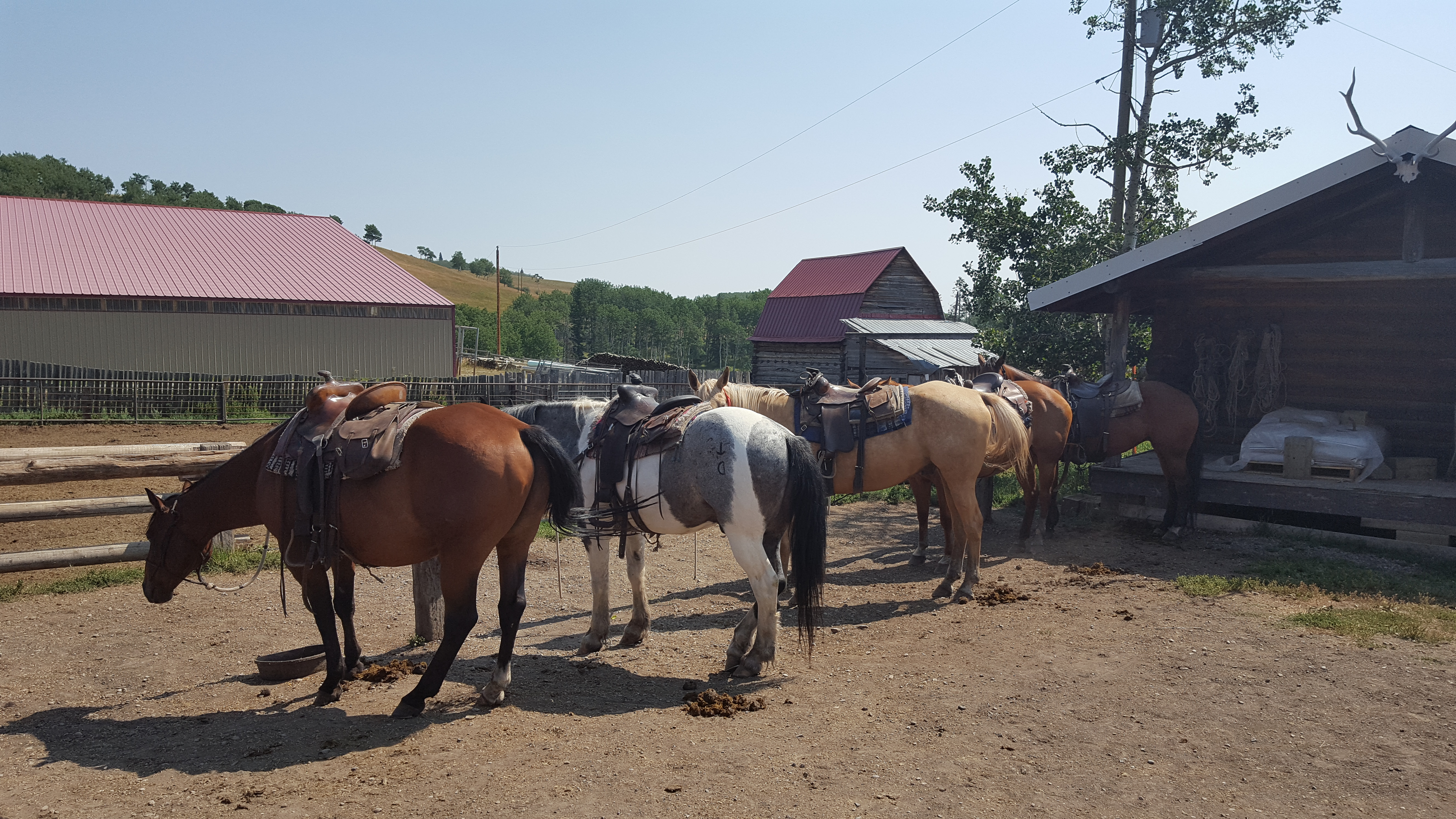 Horseback Adventures at Anchor D « High River, AB « Heritage Inn Hotels